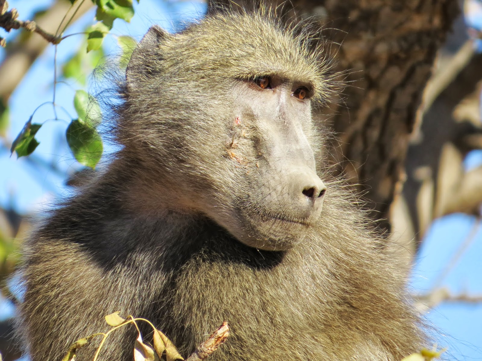 Dispatches in Dermatology (The Skinny): Let's learn about: Botswana ...