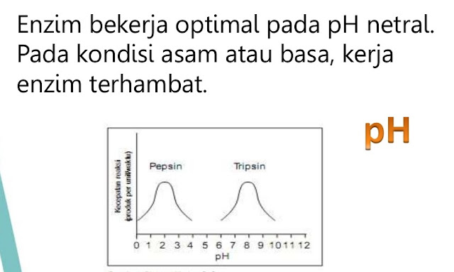 BIOLOGI GONZAGA: ENZIM METABOLISME