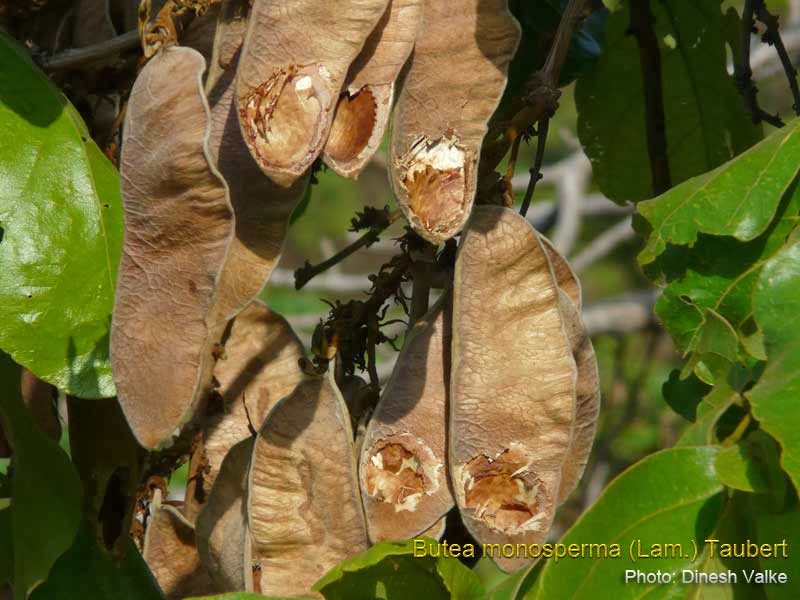 Medicinal Plants: Butea monosperma Palash Moduga 229 Published articles
