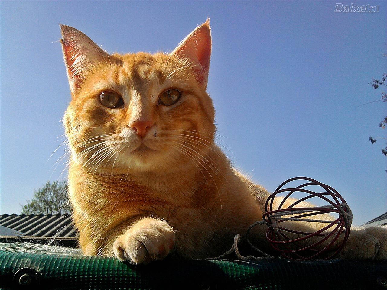 FACTOS, ACTHOS E GATOS: GATO AMARELO...