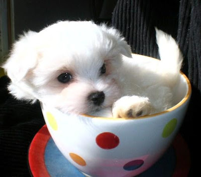 Pups in Cups