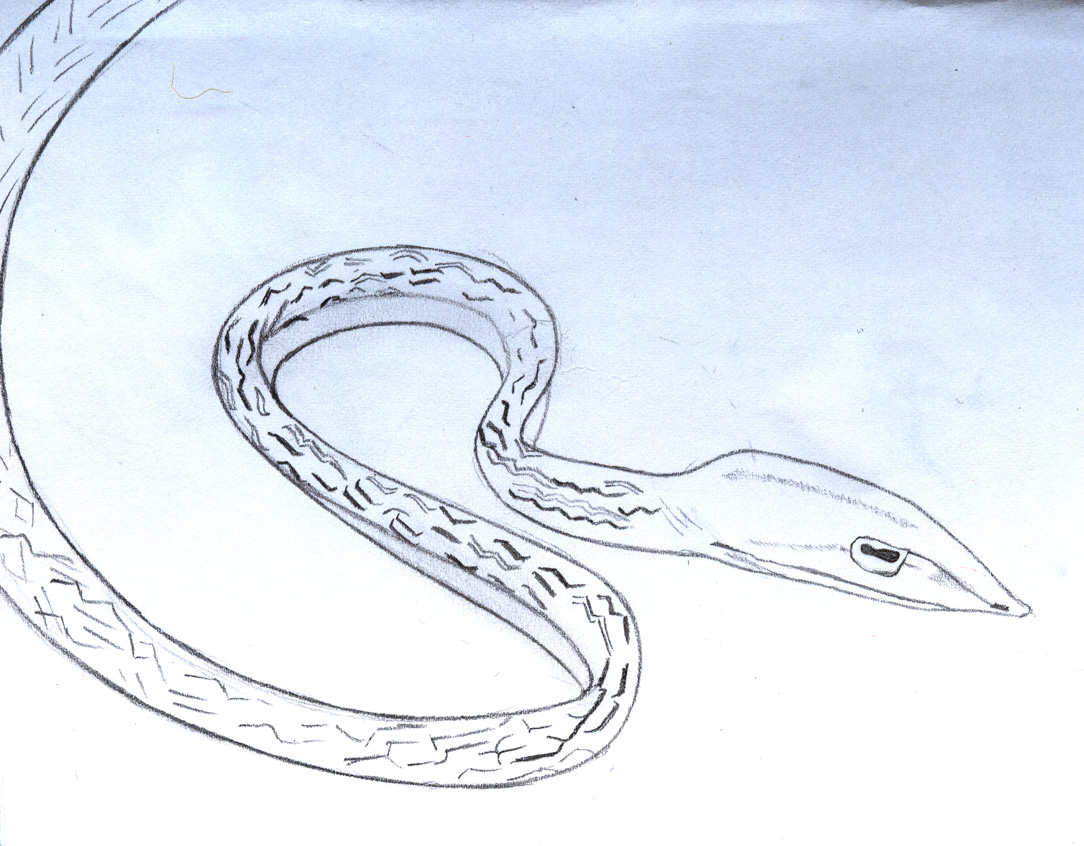 365 animals: day one-hundred-and-twenty-four - grass green vine snake