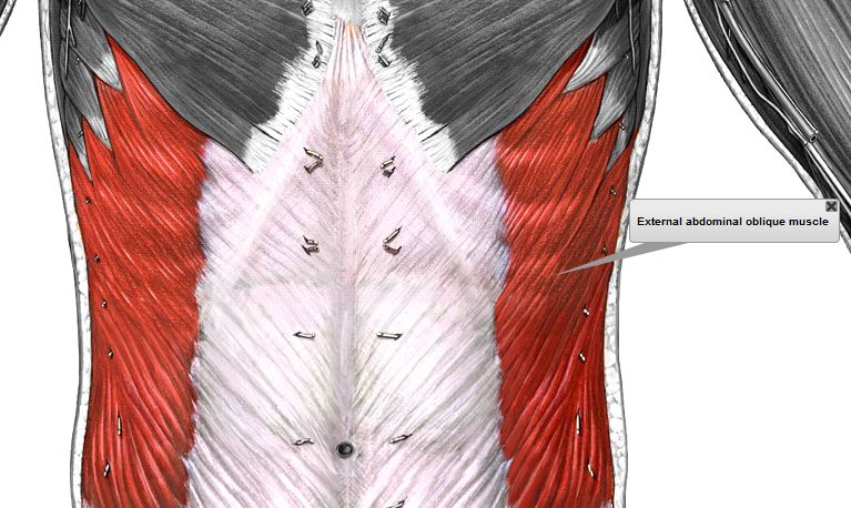 Respira: Oblicuos del abdomen