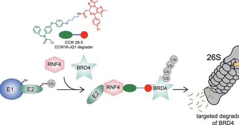 Covalent Modifiers: Covalent Ligand Screening Uncovers a RNF4 E3 Ligase ...