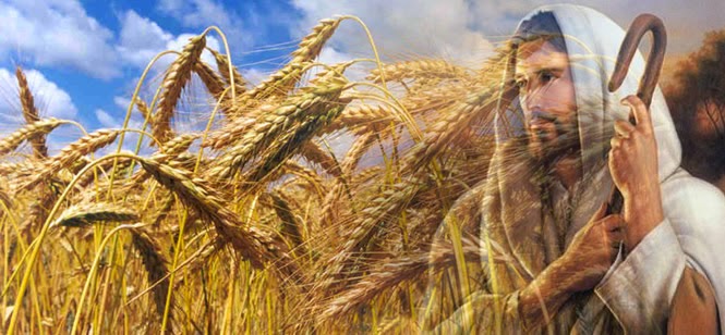 Dios te ama: ¿SEMBRAMOS TRIGO BUENO O CIZAÑA?