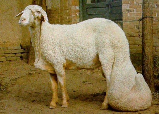 TYWKIWDBI Tai Wiki Widbee Sheep With An Undocked Tail TYWKIWDBI Tai Wiki Widbee Sheep With An Undocked Tail