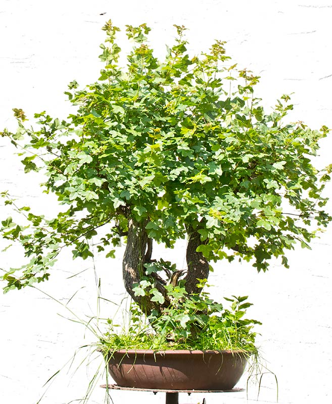 Walter Pall Bonsai Adventures: French Maple #5