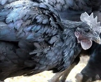 Ayam Cemani Chicken Origin, Characteristics, Meat, Eggs Production, Price