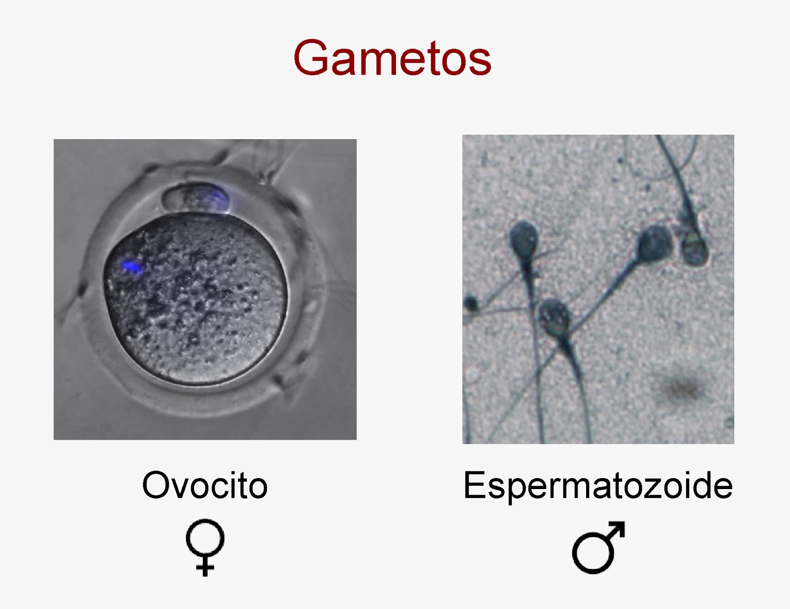 Embriología: Gametogénesis