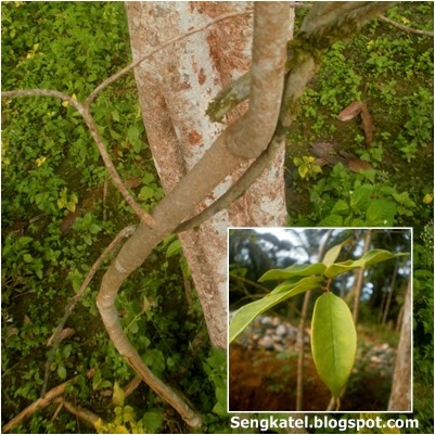 SENGKATEL: Jangir (Shampo Tradisional Suku Paser)