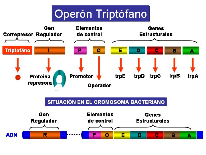 ḼїδβӚϯЧ ᴙ ⱥ ¶ ¶ ¶ ¶: 8.4.2 OPERÓN DE TRIPTÓFANO