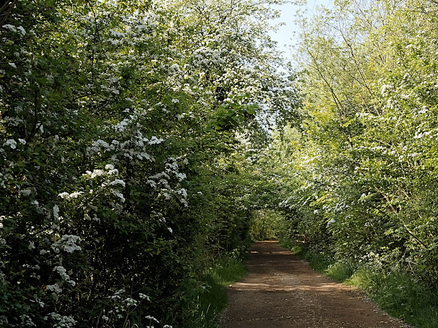 Milton Country Park Through the Year: Hawthorn