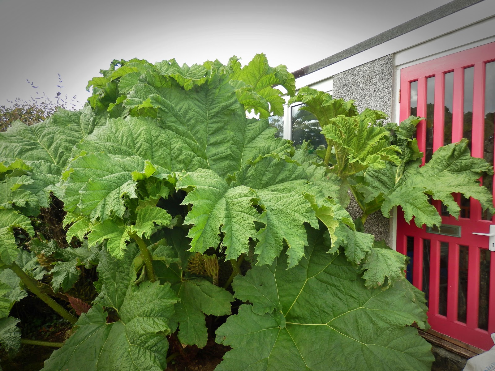Mike's Cornwall: The Giant Gunnera Thrives In Cornwall