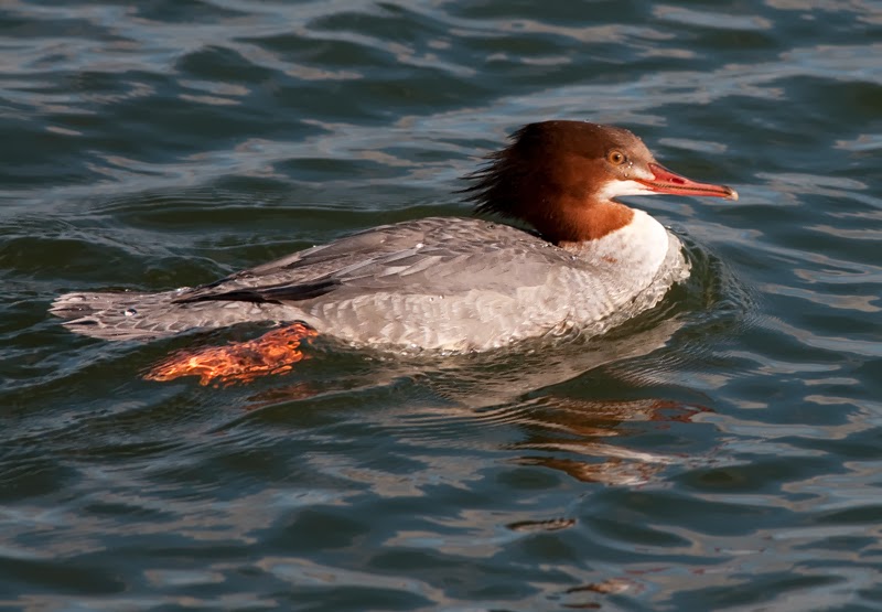 Trying to identify a duck! - Identify this - Wildlife - The RSPB Community