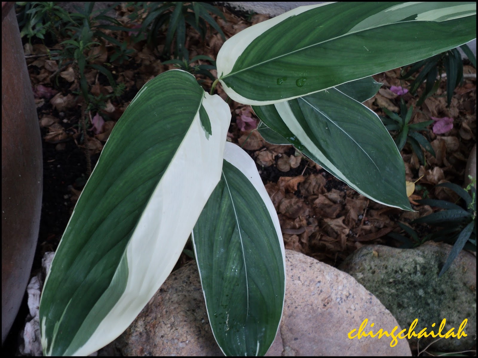 Simple Living In Nancy: Growing Variegated Araru Plants In My Garden
