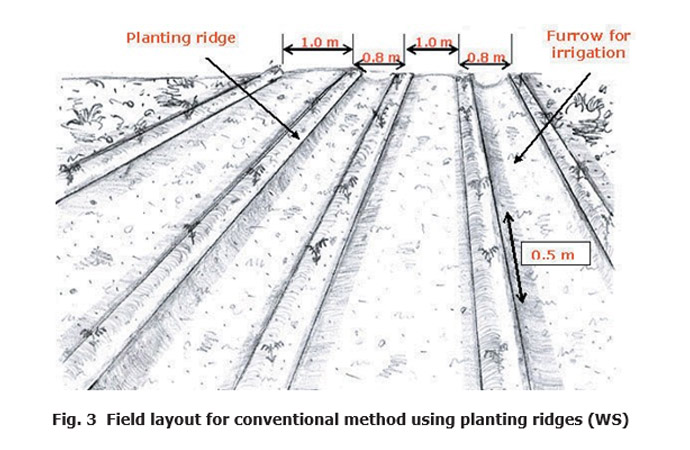 Tomato (Kamatis) Cultivation Guide: All You Need to Know in Planting ...