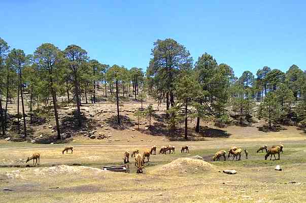 Durango Exótico: Parque ecologico "El tecuan"