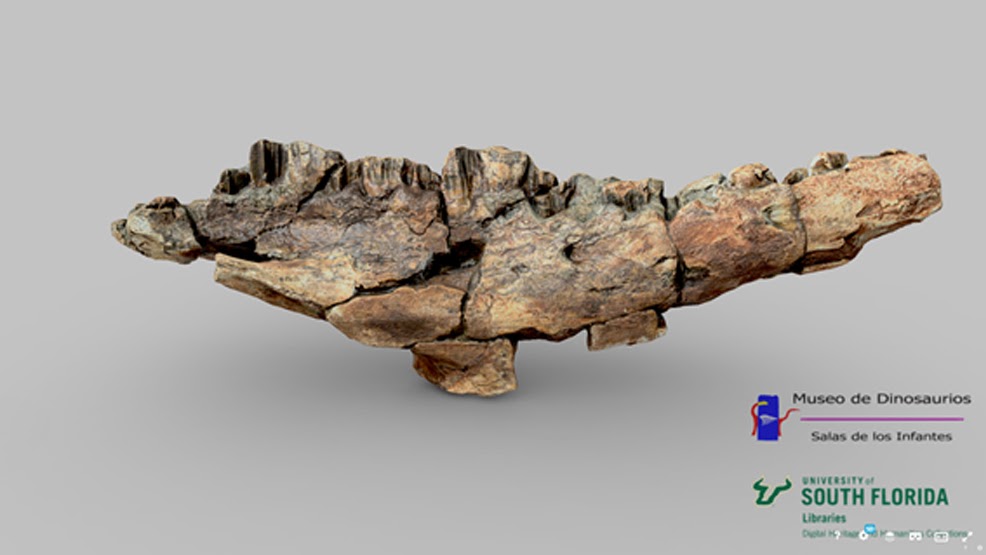 Fundacion Dinosaurios Cyl: Dinosaur Jaw - Iguanodon Maxilla / Sauropod ...