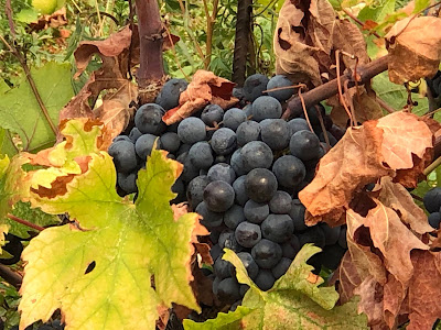 The Passionate Foodie: Ten Reasons To Drink Croatian Wine (Updated)