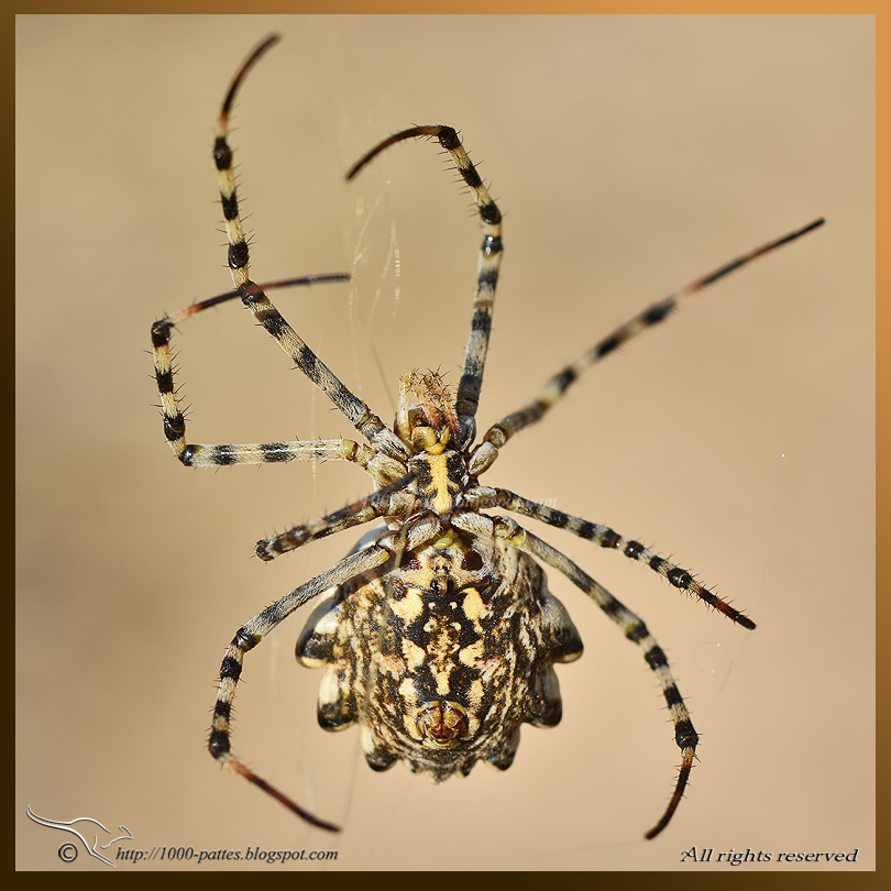 Argiope lobata | Focusing on Wildlife