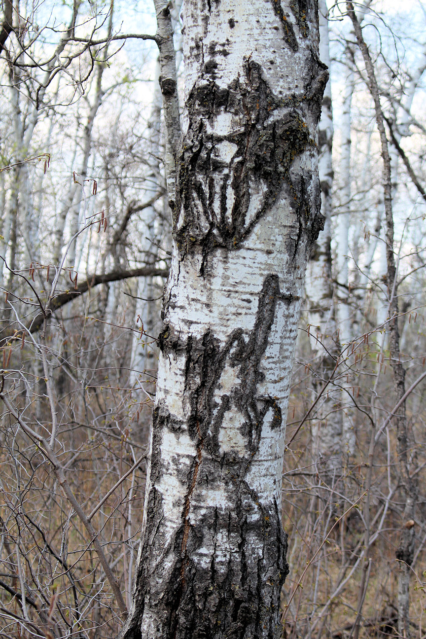Assiniboine Forest Plant Life: An Exploration of Trembling Aspen Bark