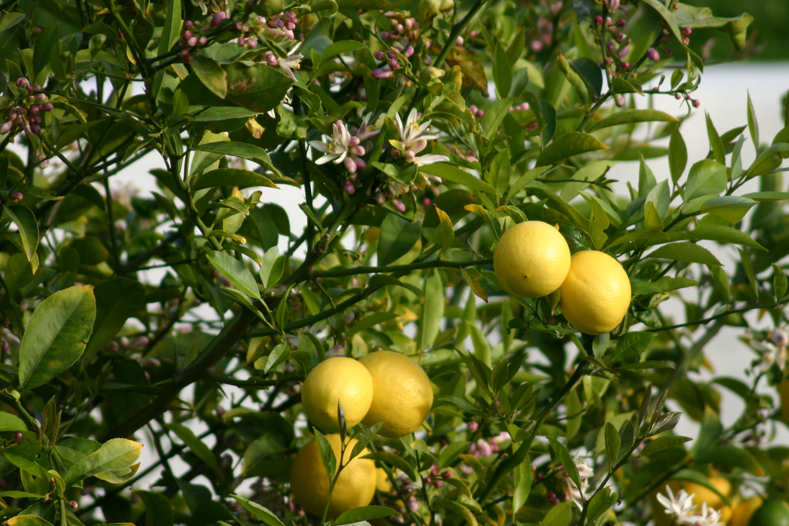 Grow It Now: Meyer Lemon