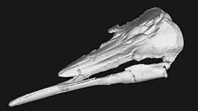 Species New to Science: [PaleoMammalogy • 2014] Semirostrum ceruttii ...