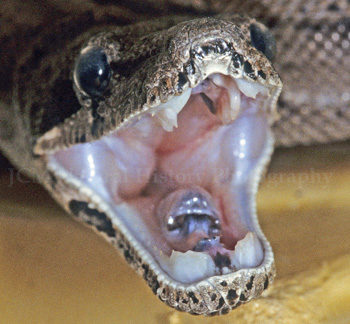 Serpent Research: Time to Death - Boas Monitor Prey's Heartbeat During ...