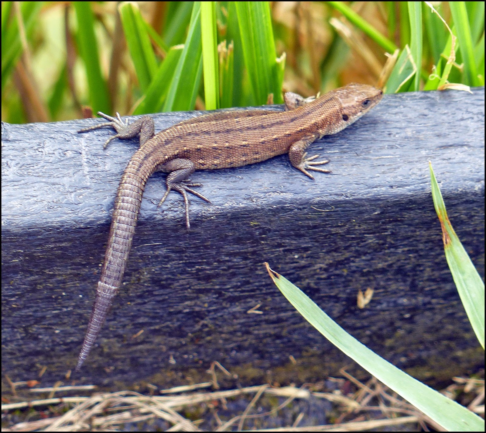 Wild and Wonderful: Wicken Fen Nature Reserve ~ Common Lizards ...