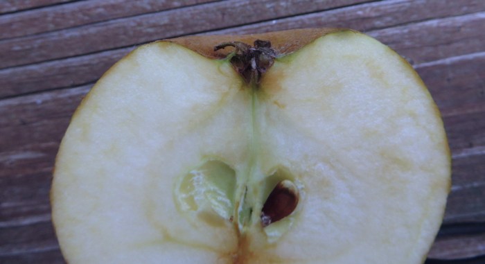 Ashmead's Kernel mystery - Adam's Apples