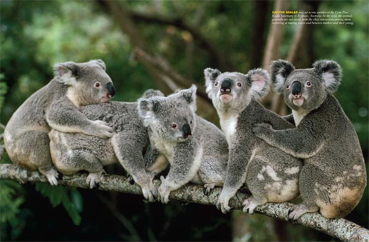 The Beauty Koala