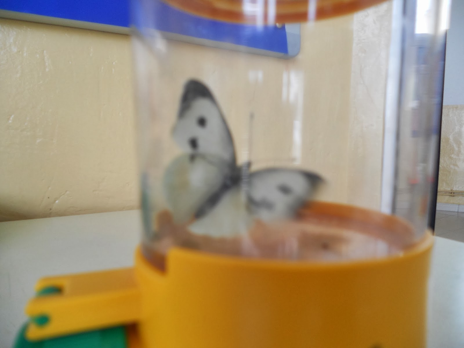 escoladepuigdalber: LA METAMORFOSI DE LA PAPALLONA