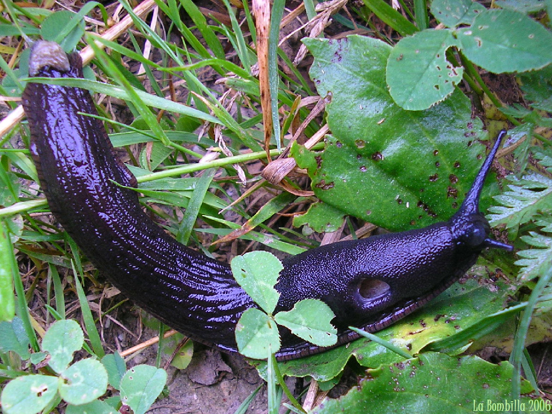 La Bombilla - Fotoblog: Babosa