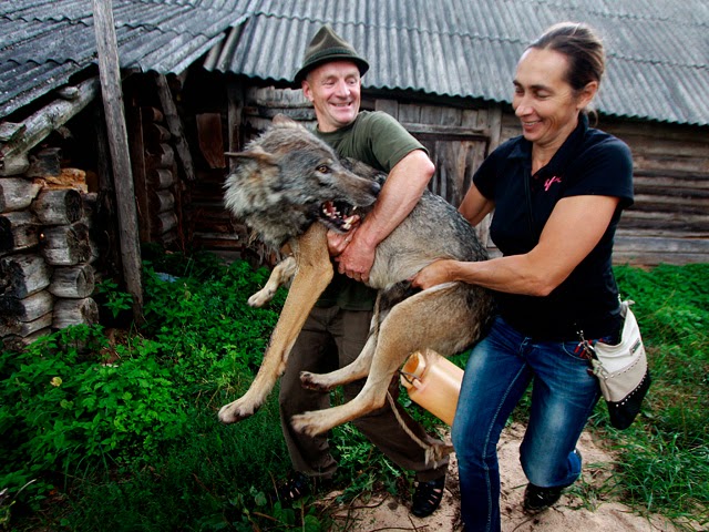 Investigación: Los dueños y sus perros tienen una conexión similar a ...