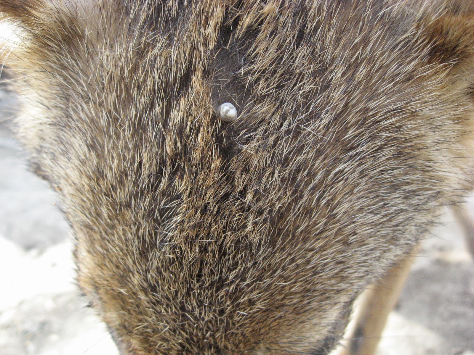 Dawat e Rohaniat ~*~ دعوتِ روحانیت: The Gidar Singhi Talisman