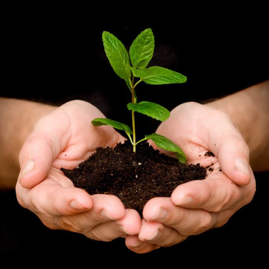 Seedling Definitionmeaning