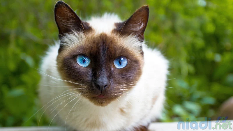 6 Hal Ini Perlu Disiapkan Sebelum Memelihara Kucing