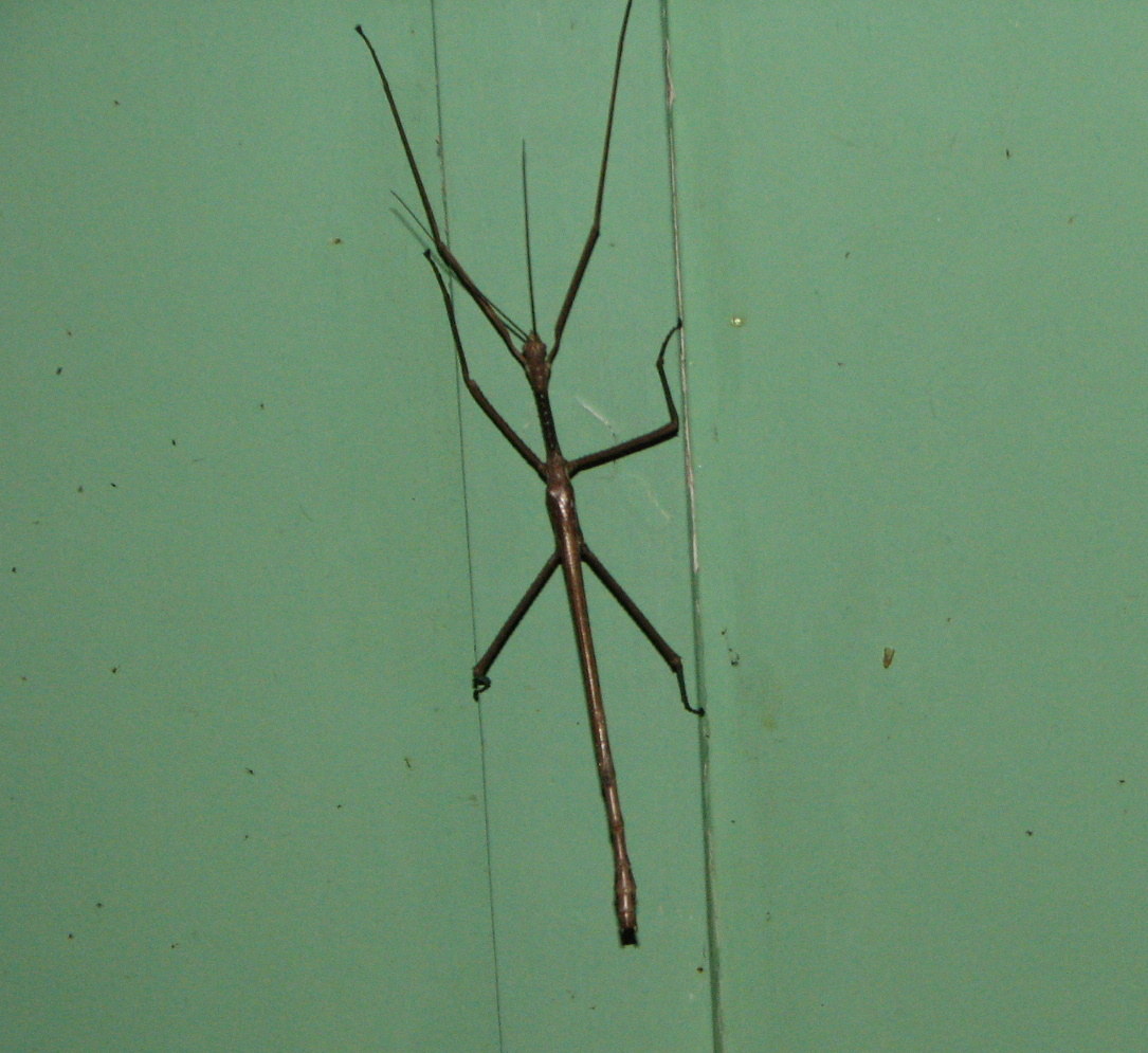 Bush Bernie's Blog: Wildlife On Wednesday ... Stick Insects.