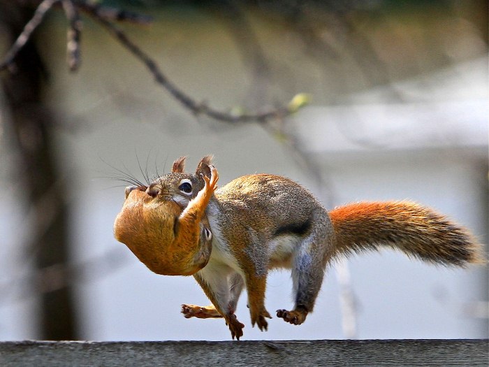 Os esquilos voltaram! Mamãe esquilo leva filhote para dar uma voltinha ...