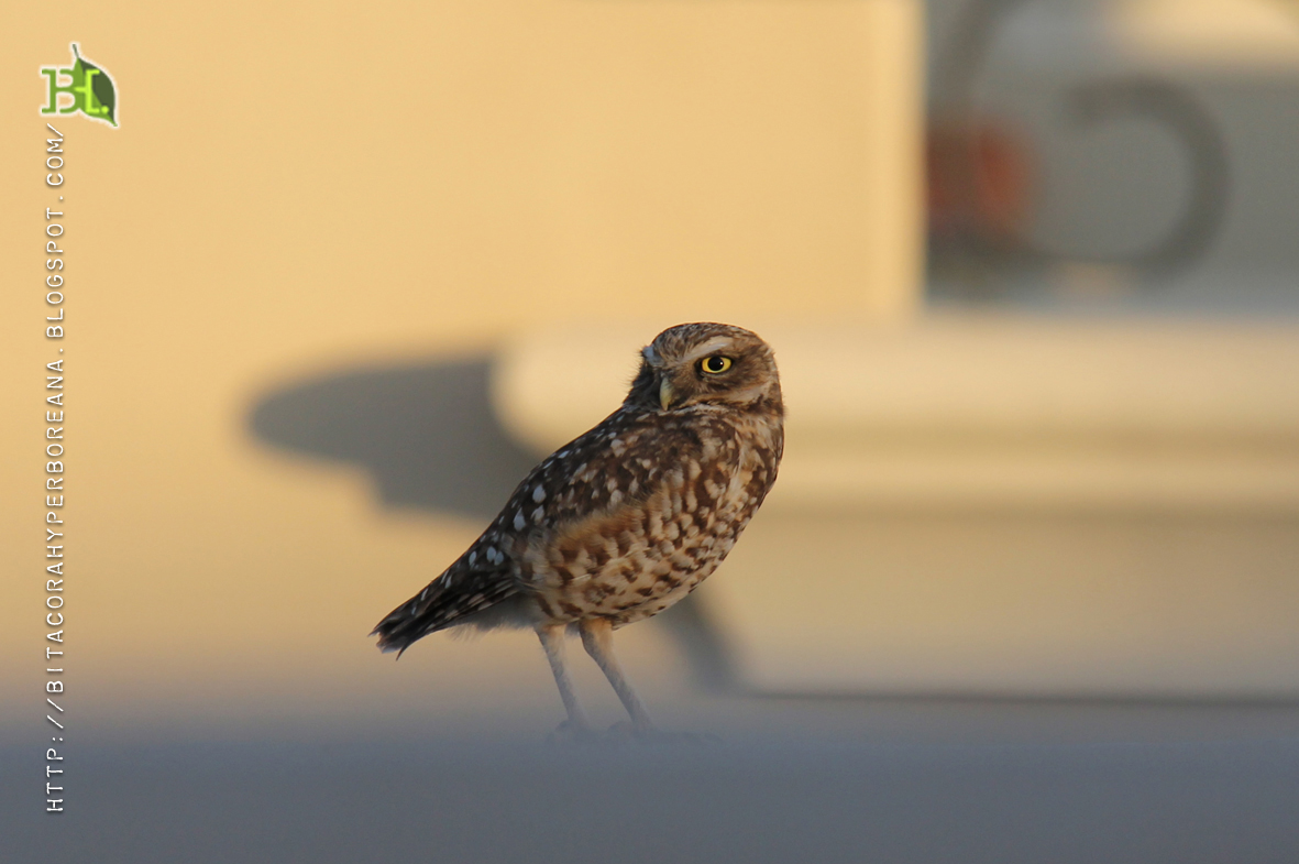 Bitácora Hyperboreana: 05.11