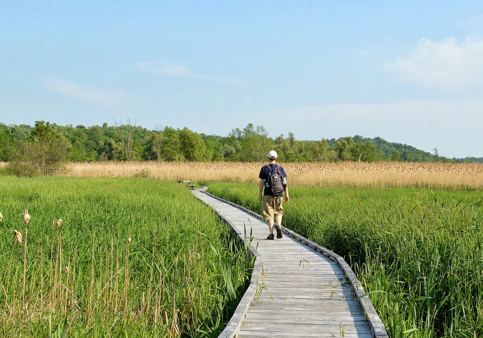 Nature of New York: Spring Ephemeral Wildflowers of Dutchess and Putnam ...