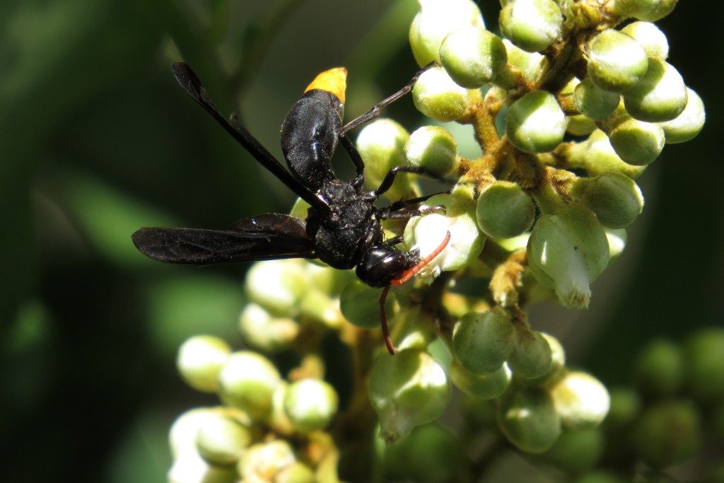 Crowned Eagle Research in KwaZulu-Natal: Aprils Insects