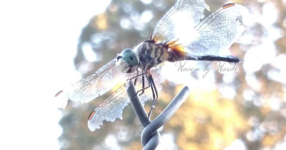 Woven by Words: Wordless Wednesday: Dragonflies