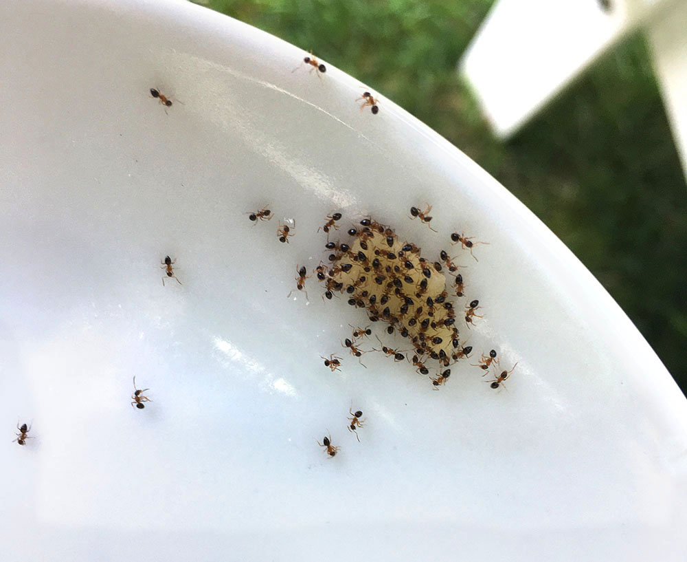 A Picture Each Day: The Life of Ants