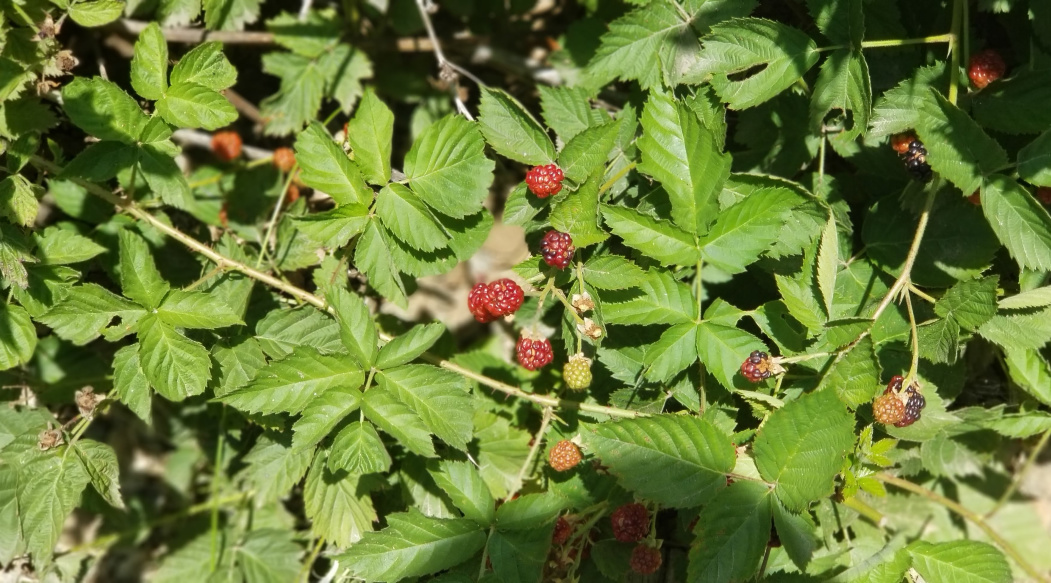 Summer Field Trip - Blackberry picking in Southern California.