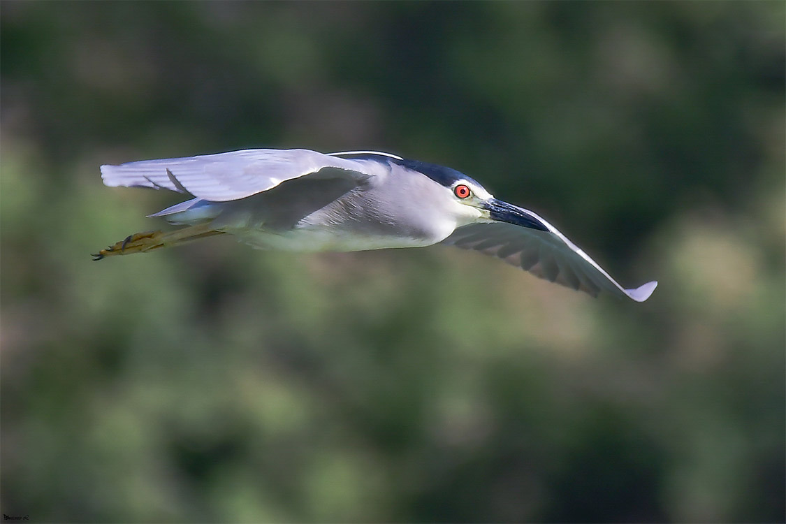 Objetivo: Naturaleza Viva: Martinete común (Nycticorax nycticorax)