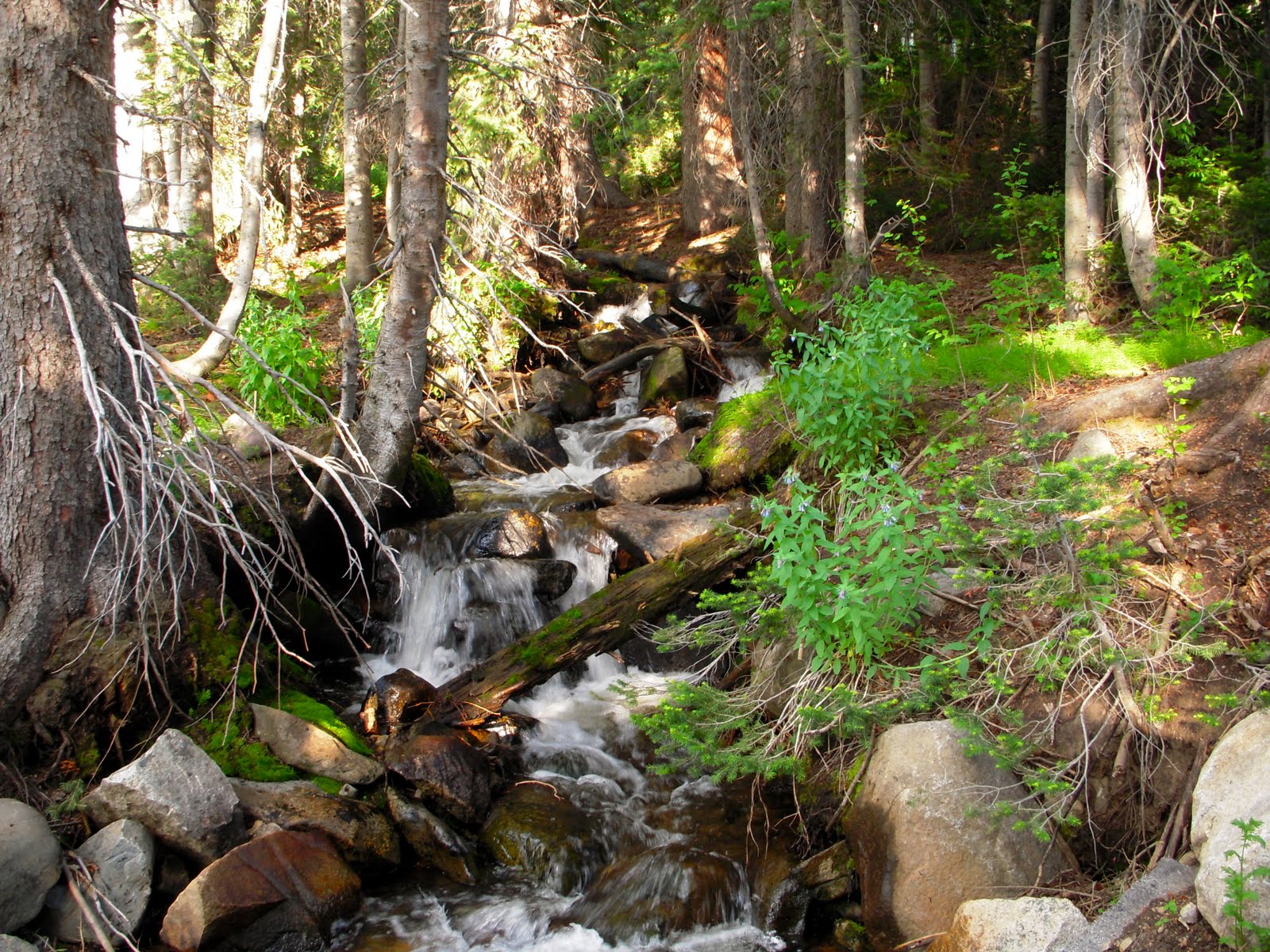 Carpe Diem live Consciously. Seize the Day!: PETRICHOR. The fluid that ...