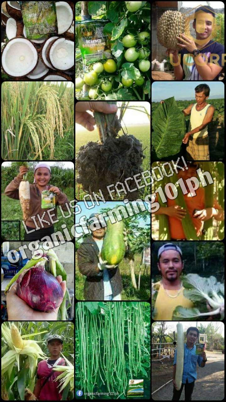 PRODUCT| HumicPlus (King Humus Plus)