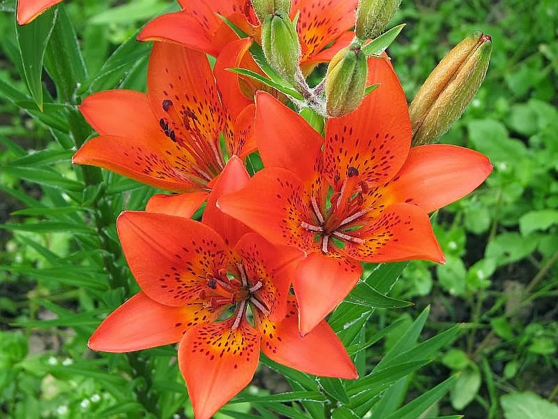 kahe valla piiri peal: liiliad