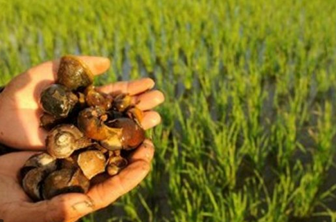 Cara pengendalian hama keong mas - Info Pertanian Online